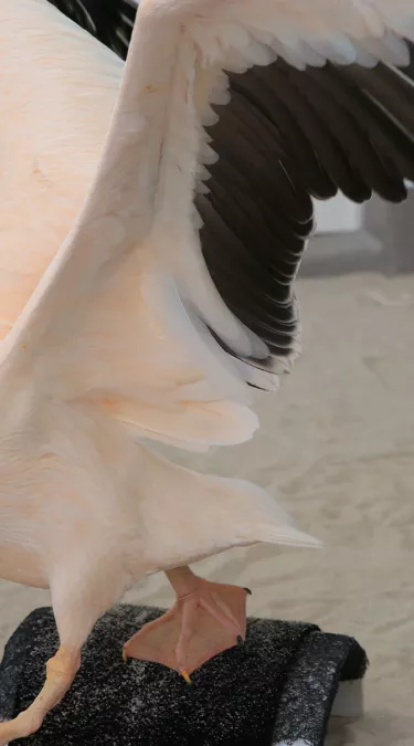 Best Bird-Watching Spots | Visit St Petersburg Clearwater Florida