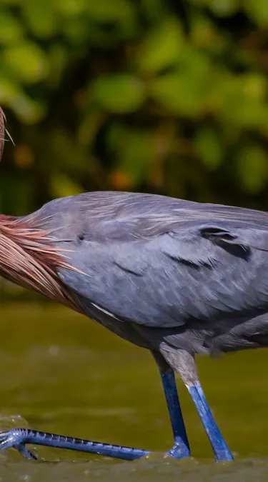 Best Bird-Watching Spots | Visit St Petersburg Clearwater Florida