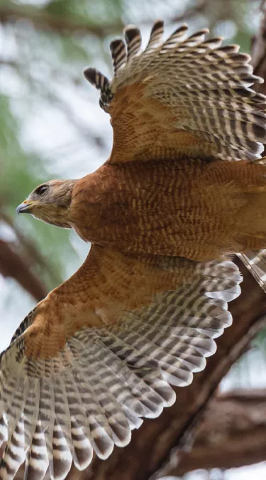 Best Bird-Watching Spots | Visit St Petersburg Clearwater Florida