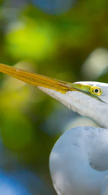 Best Bird-Watching Spots | Visit St Petersburg Clearwater Florida