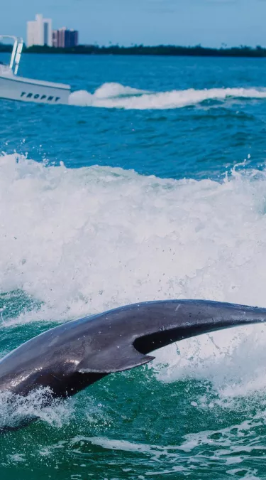 Best Wildlife Watching Spots | Visit St Petersburg Clearwater Florida