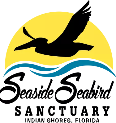 Seaside Seabird Sanctuary | Visit St Petersburg Clearwater Florida