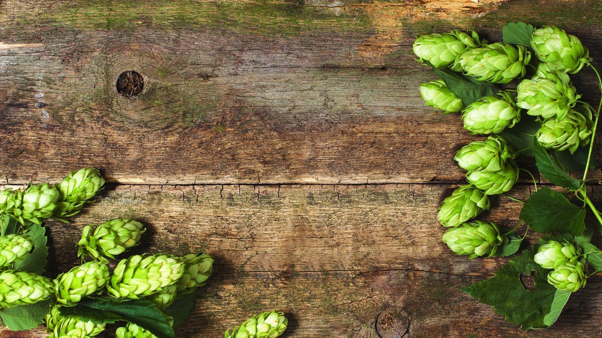 Gulp Coast: Explore the North Region | Visit St Petersburg Clearwater ...