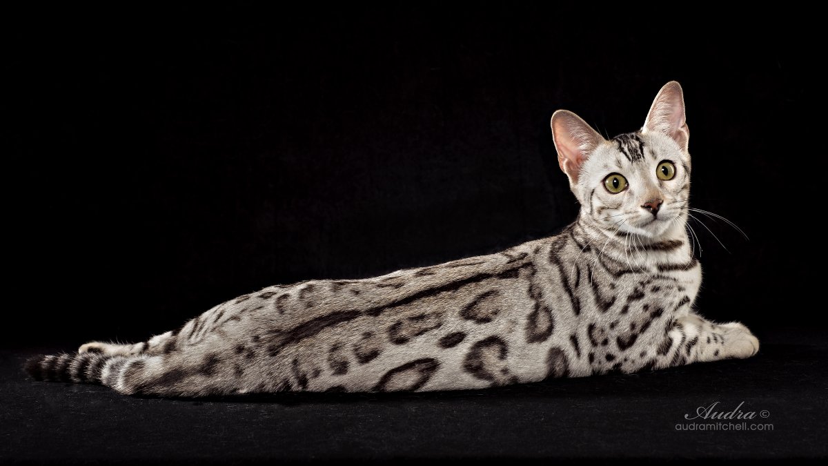 Allbreed Cat Show & Adoption Expo | Visit St Petersburg Clearwater Florida