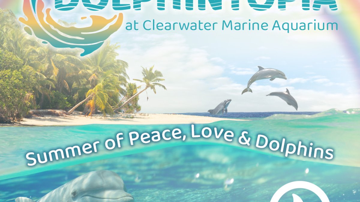 Special Exhibit: Dolphintopia at CMA | Visit St Petersburg Clearwater ...