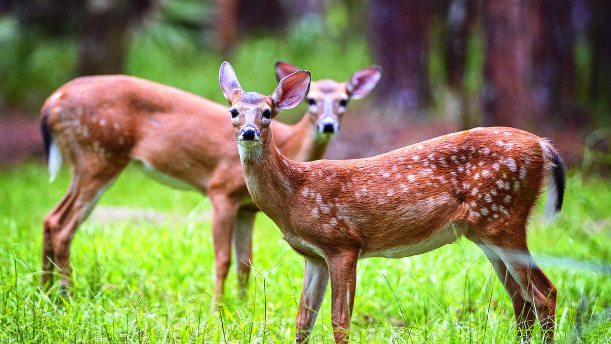 Best Wildlife Watching Spots | Visit St Petersburg Clearwater Florida