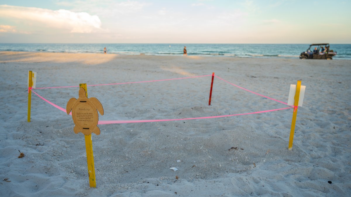 Sea Turtle Nesting Season | Visit St Petersburg Clearwater Florida