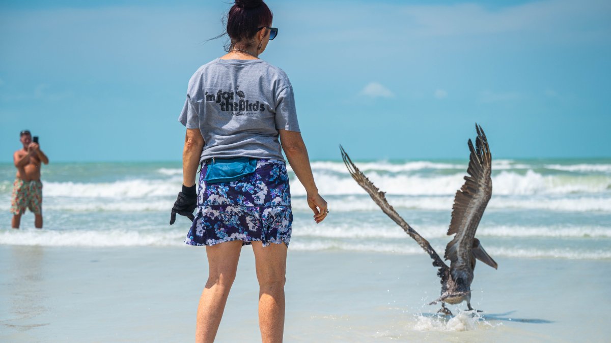 Seaside Seabird Sanctuary Rebuilds After Recent Storms | Visit St ...