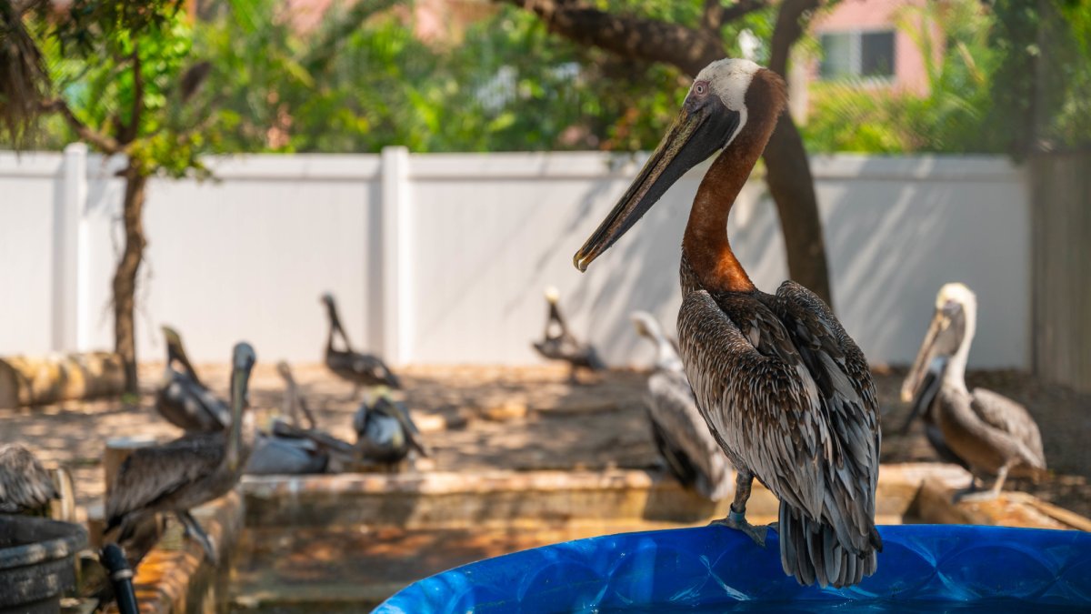 Seaside Seabird Sanctuary | Visit St Petersburg Clearwater Florida